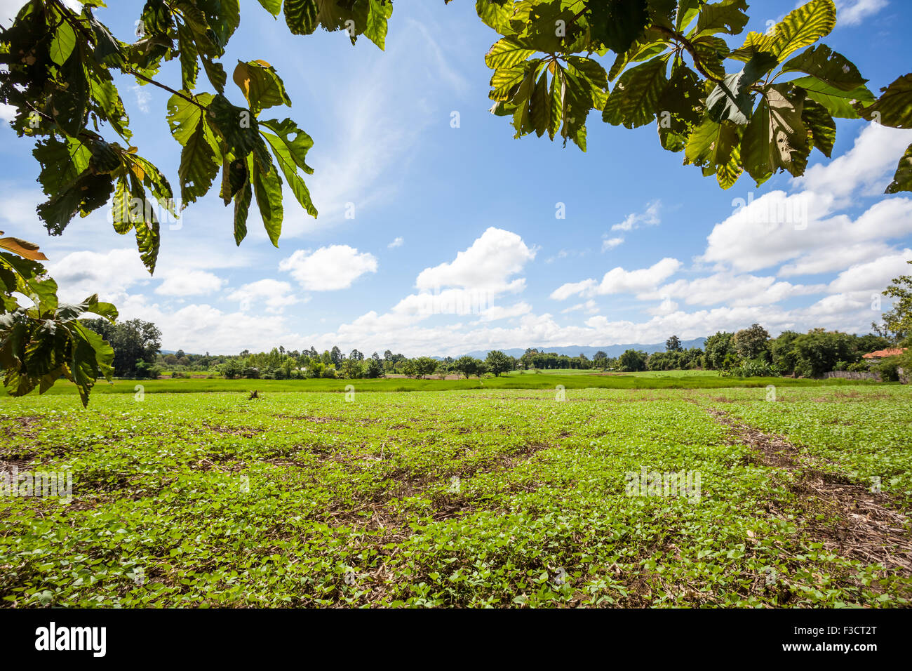 many clouds in the landscape in Thailand Stock Photo - Alamy