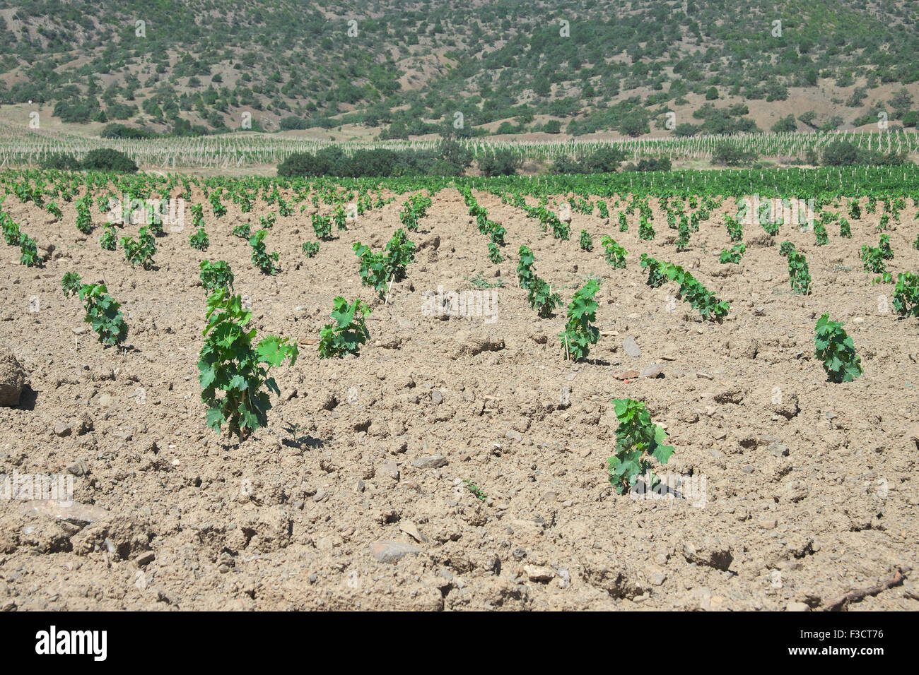 Freshly cultivated vineyard in the valley at summertime Stock Photo - Alamy