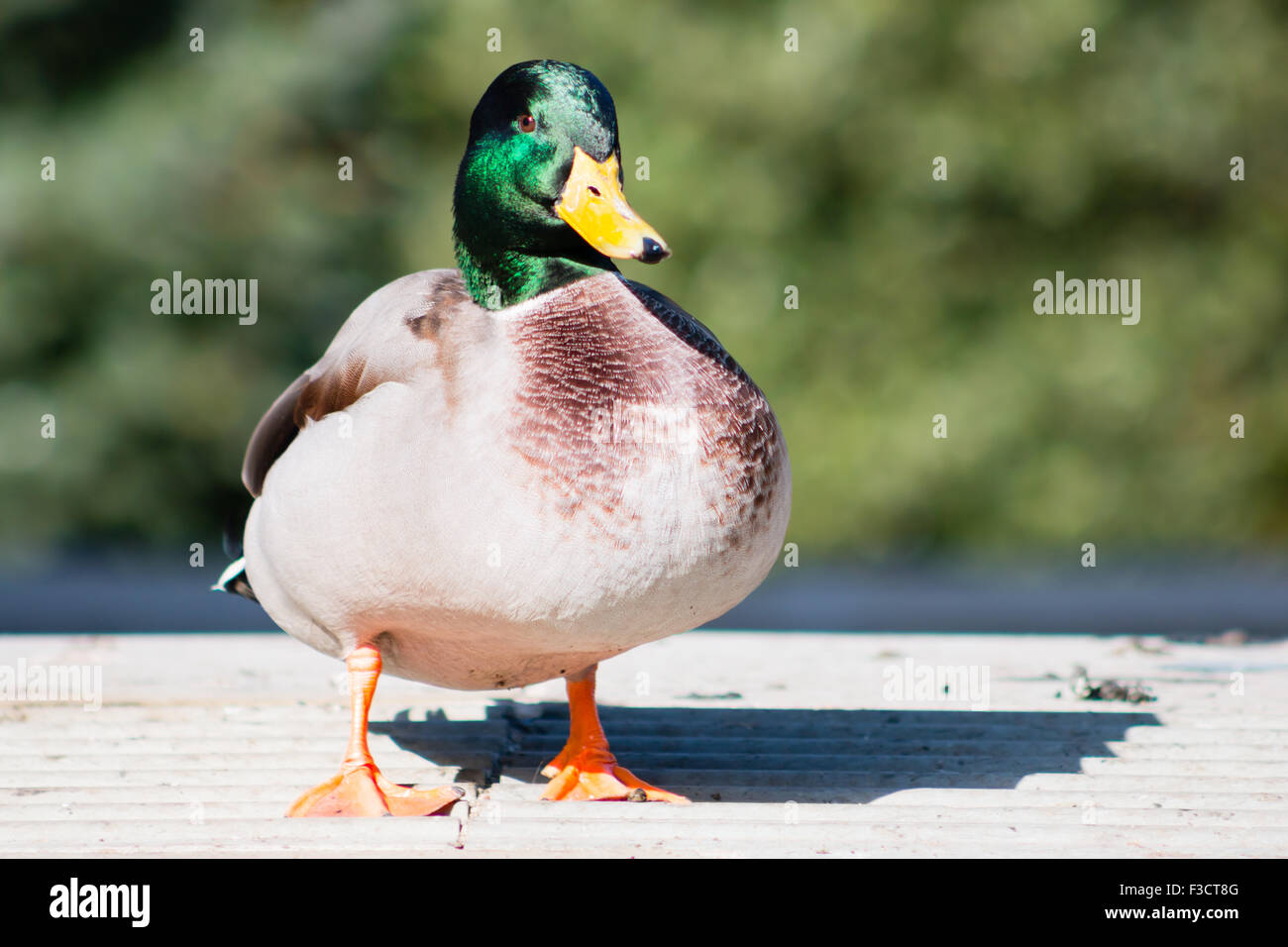 Adult male Mallard drake standing on pavement Stock Photo - Alamy