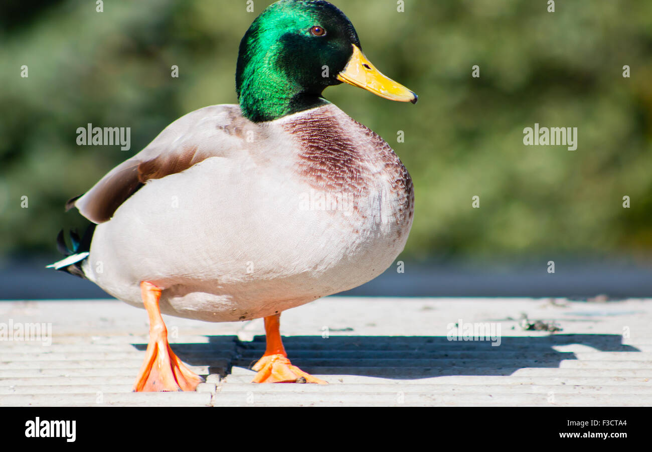 Adult male mallard drake standing hi-res stock photography and images ...