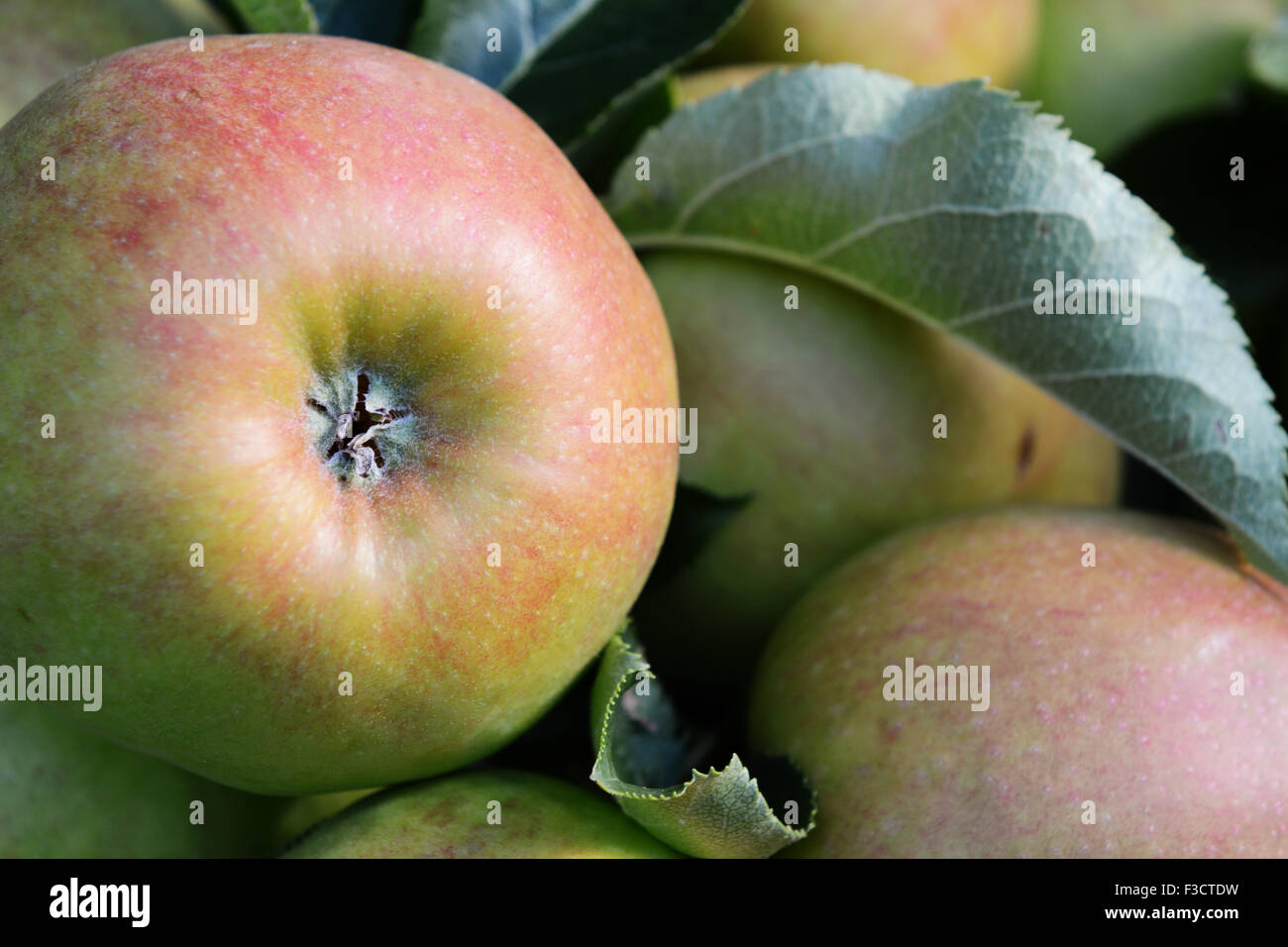 Apple bottom hi-res stock photography and images - Alamy
