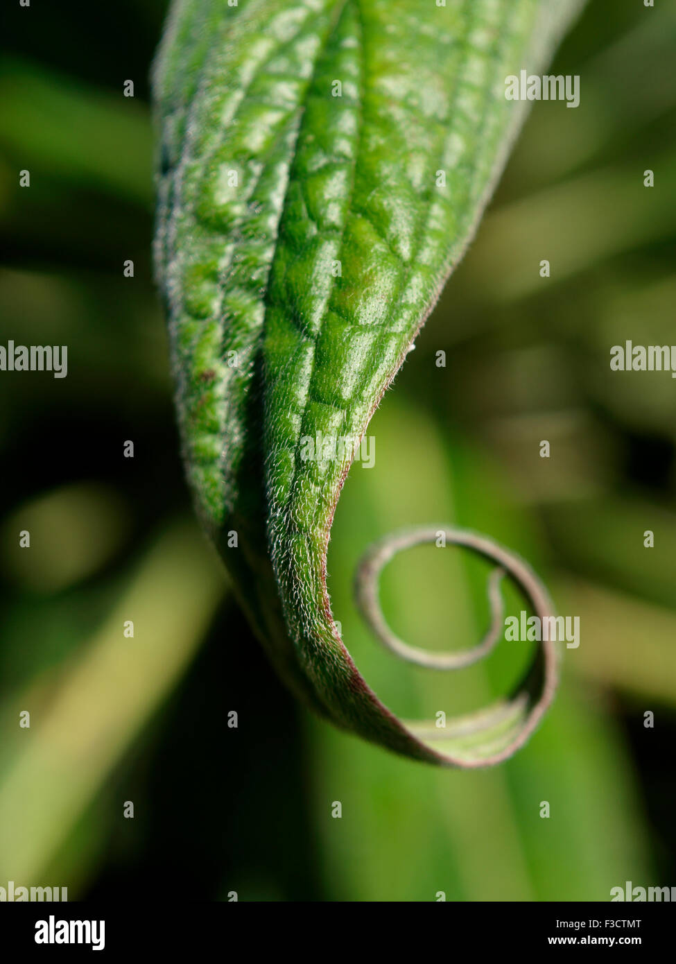 Curled leaf hi-res stock photography and images - Alamy