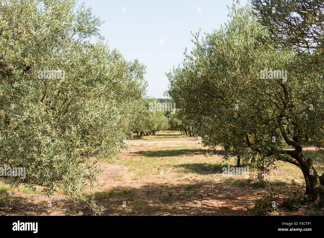 Group of trees grove hi-res stock photography and images - Alamy