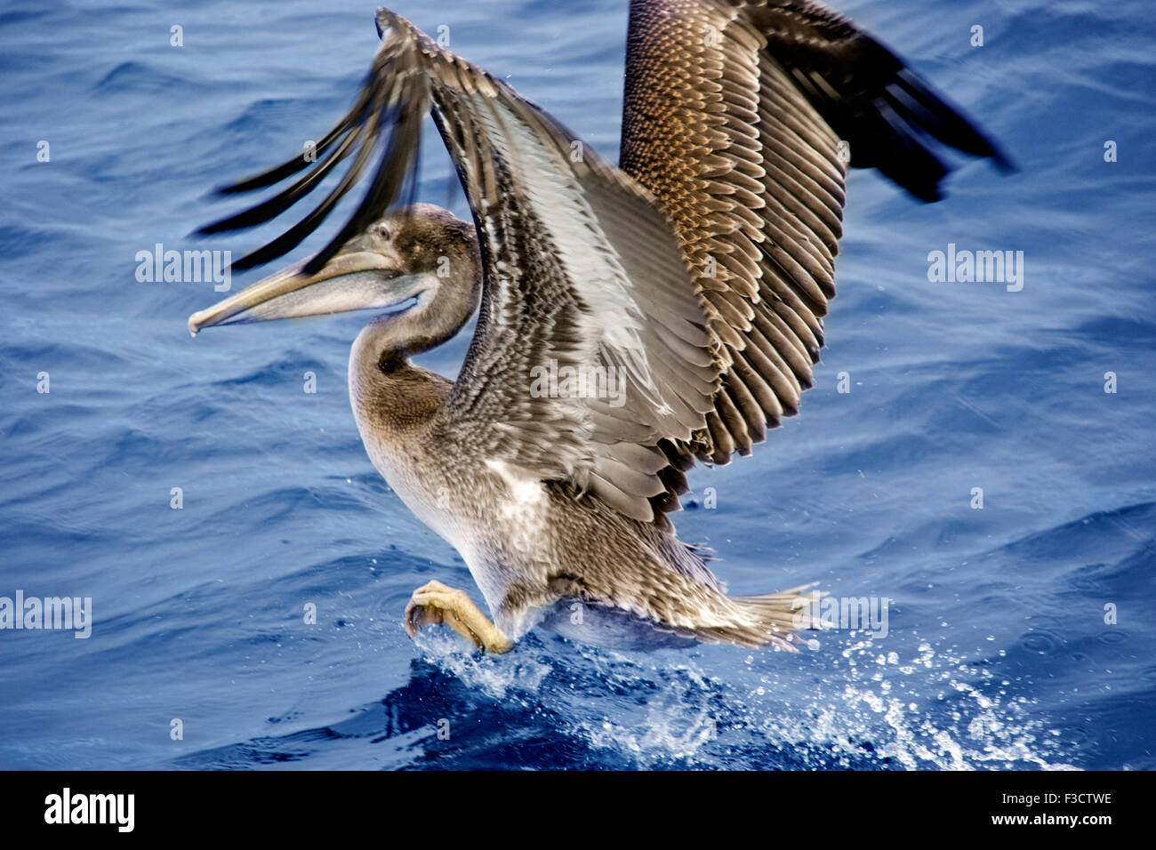 Pelican fish hi-res stock photography and images - Alamy