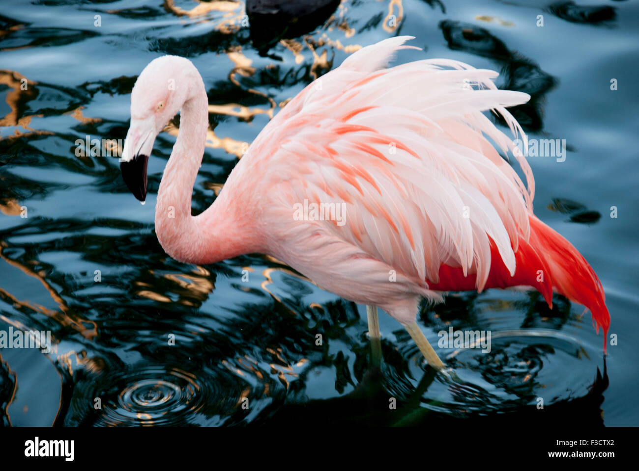 Captured flamingo fishing Stock Photo - Alamy