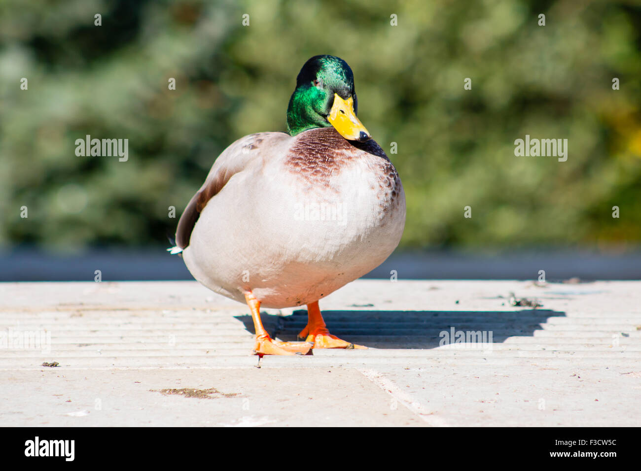 Adult male Mallard drake standing on pavement Stock Photo - Alamy