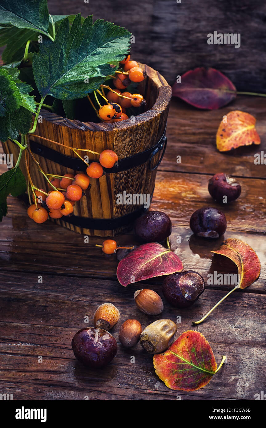 Miniature wood bucket with twigs and Rowan berries on background of ...