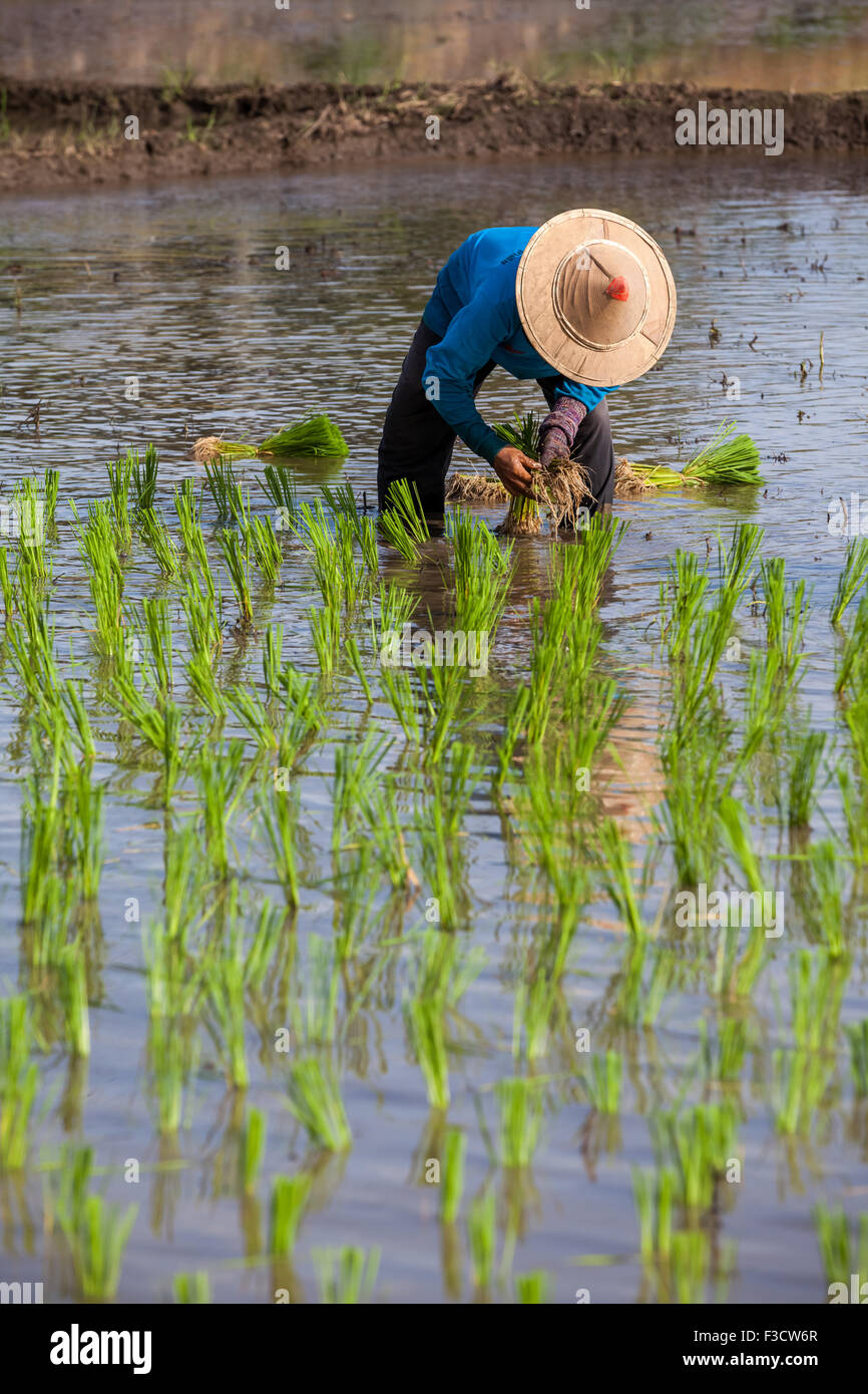 This Thai rice plant in the field that is under water Stock Photo - Alamy