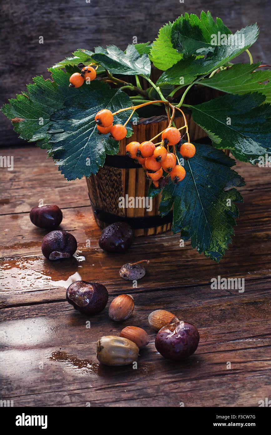 Miniature wood bucket with twigs and Rowan berries on background of ...