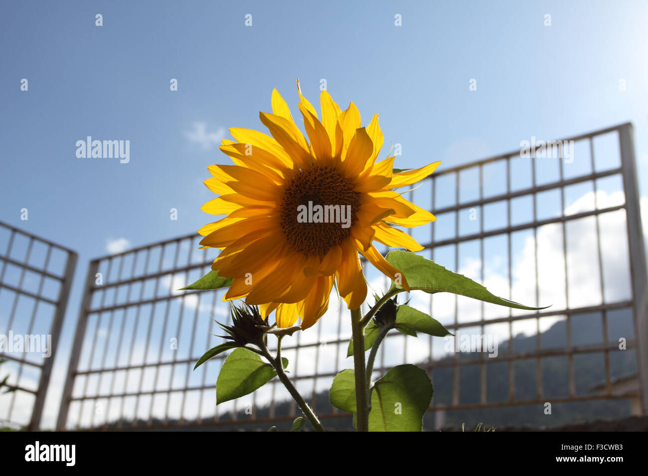 sunflower in bright sun light Stock Photo - Alamy