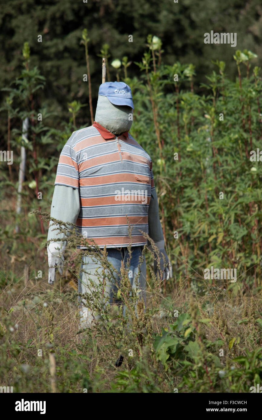 Jackstraw hi-res stock photography and images - Alamy