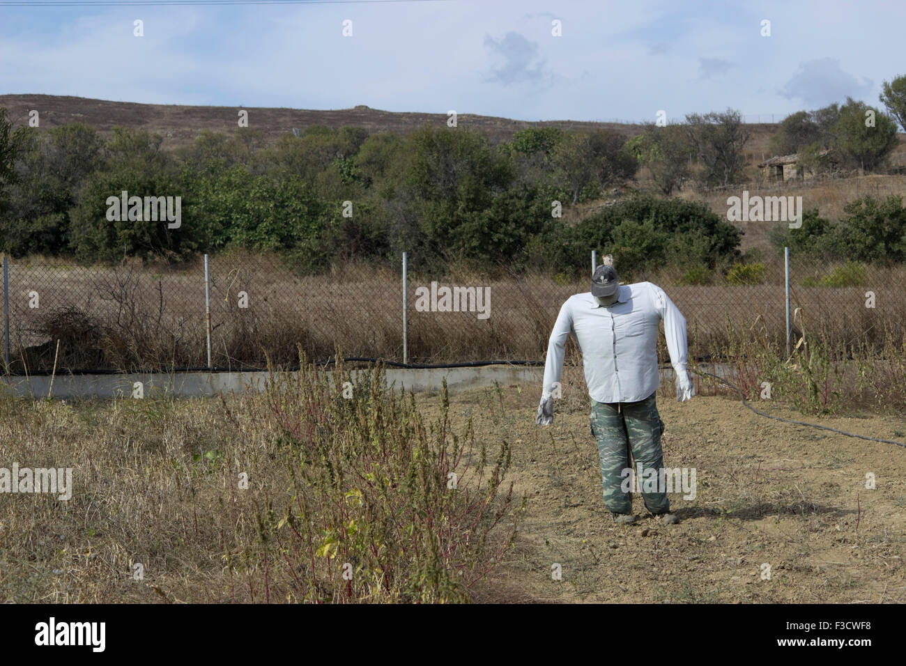 View of a scarecrow standing between crops in a Greek farmer's vineyard ...