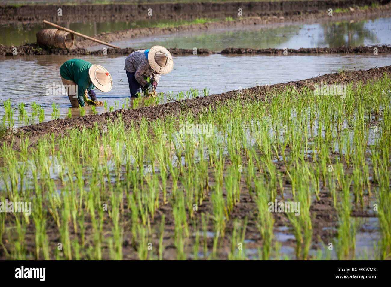 This Thai rice plant in the field that is under water Stock Photo - Alamy