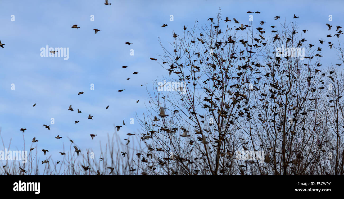 Fall - flock of birds migrating south Stock Photo - Alamy