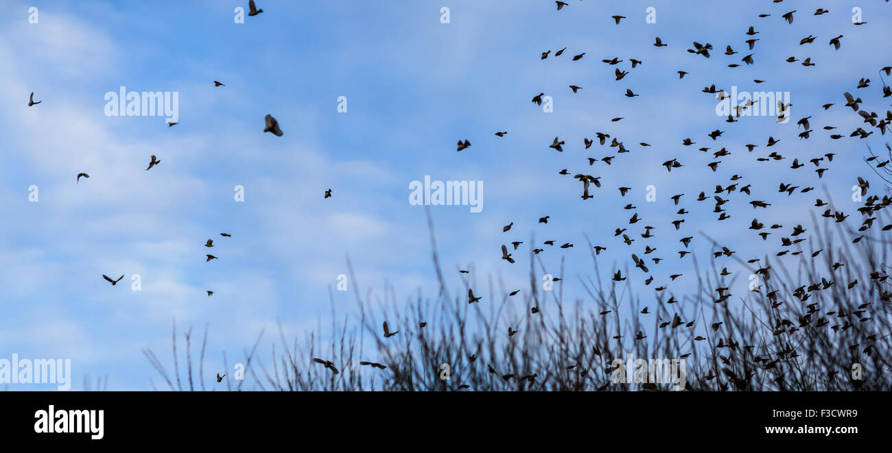 Birds migrating south hi-res stock photography and images - Alamy