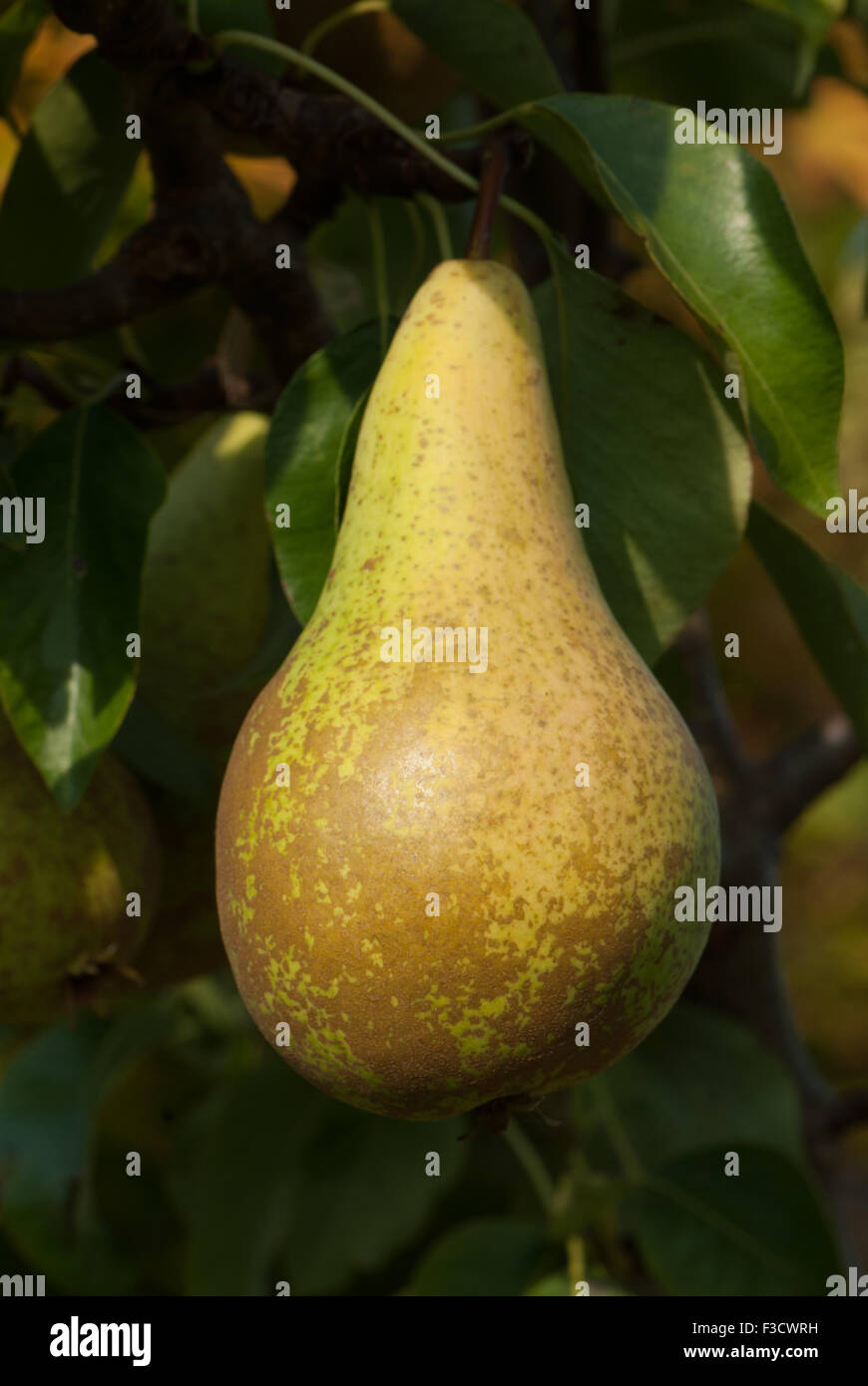 Conference pear pyrus communis Stock Photo - Alamy