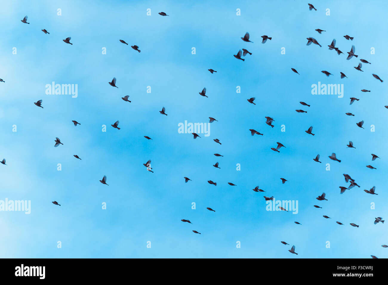 Large flock sparrows hi-res stock photography and images - Alamy