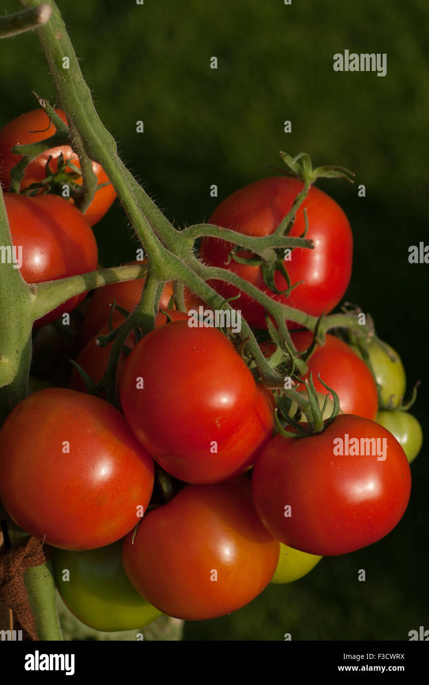 Tomato moneymaker hi-res stock photography and images - Alamy