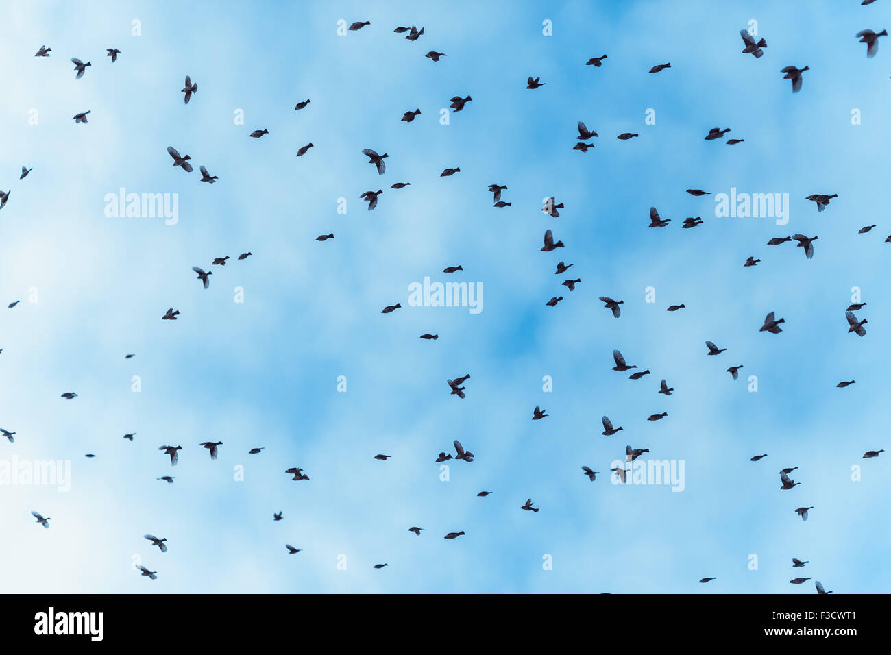 a large flock of birds is flying Stock Photo - Alamy