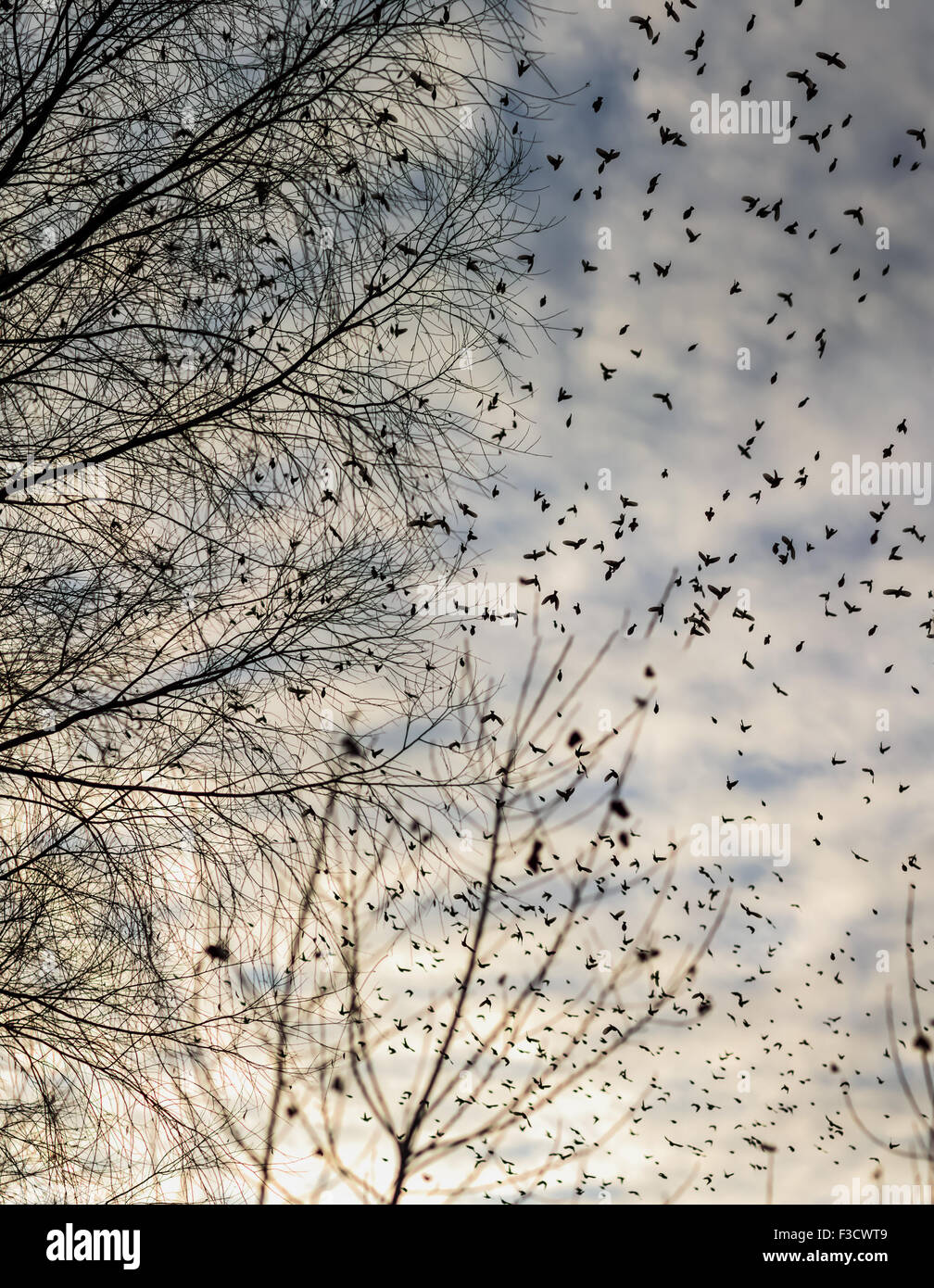 Fall - flock of birds migrating south Stock Photo - Alamy