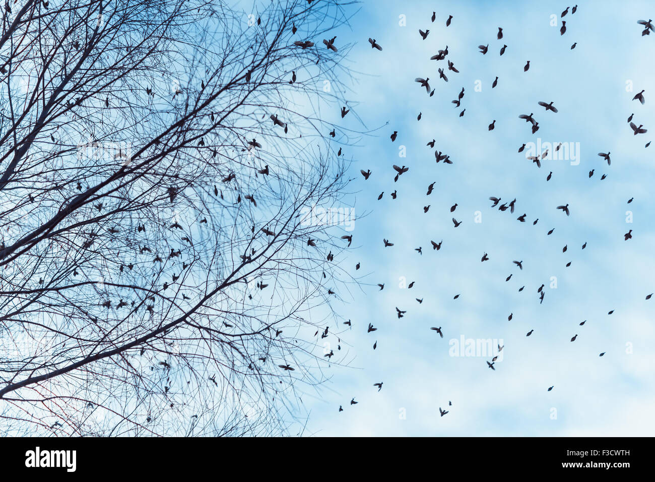 Large flock sparrows hi-res stock photography and images - Alamy