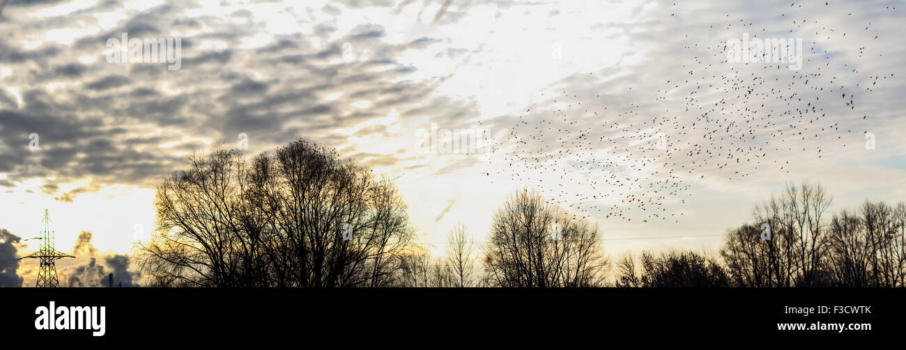 Fall - flock of birds migrating south Stock Photo - Alamy