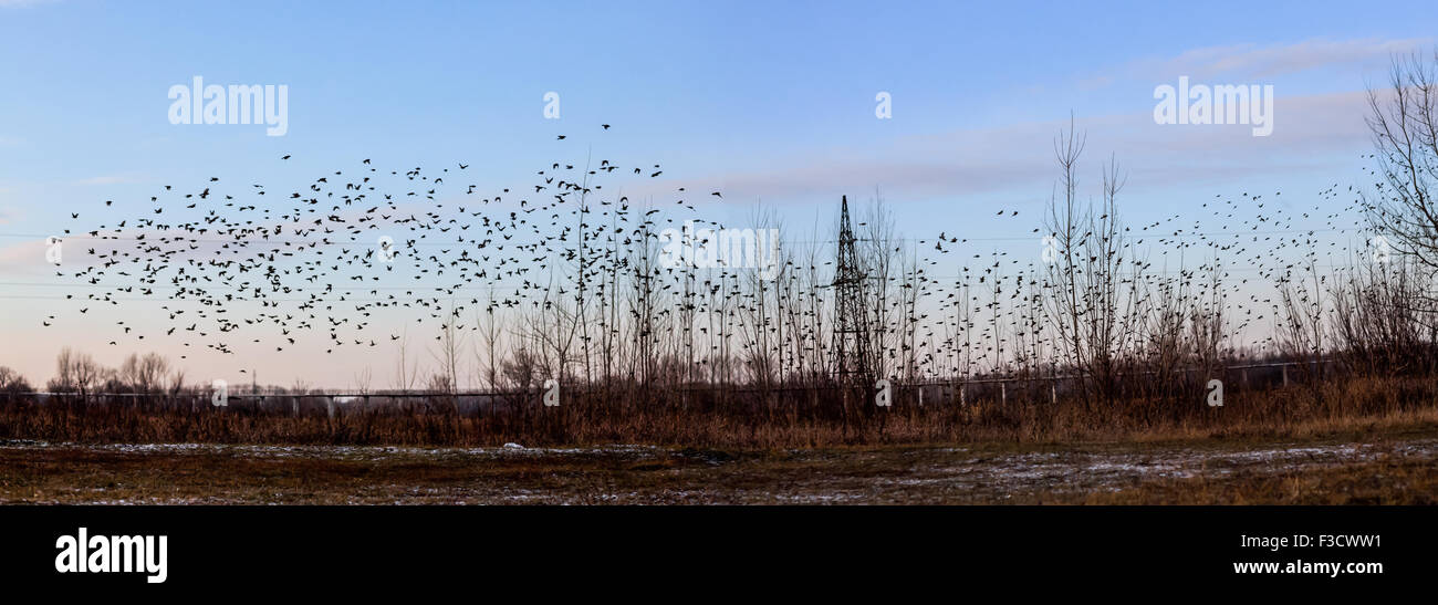 Fall - flock of birds migrating south Stock Photo - Alamy