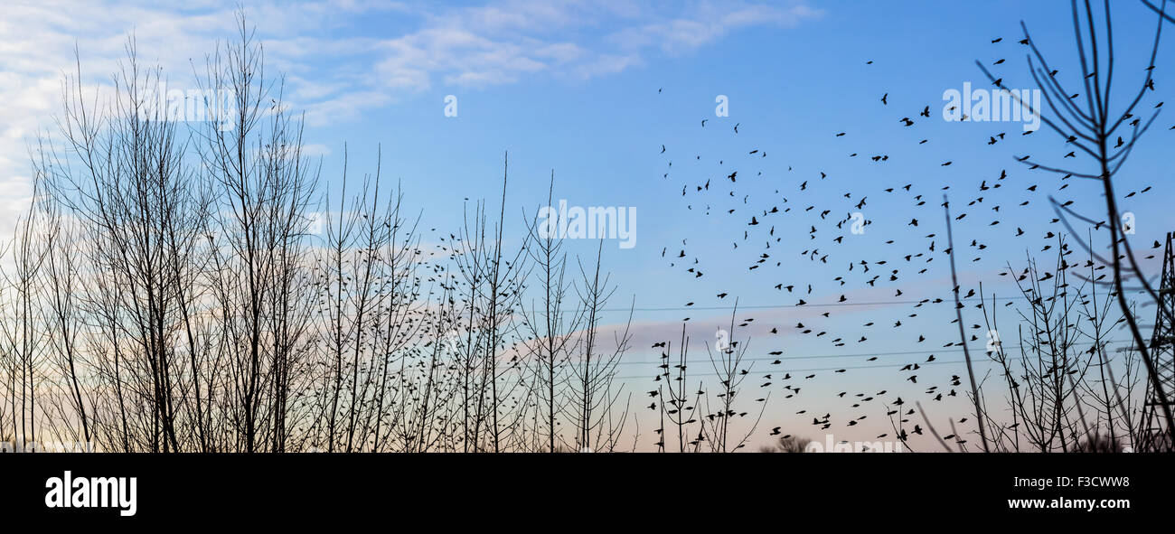 Fall - flock of birds migrating south Stock Photo - Alamy