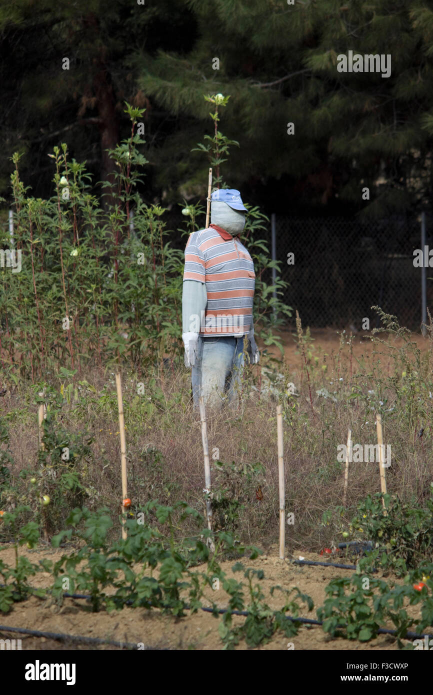 Vertical copyspace shot of a scarecrow standing between crops in a ...