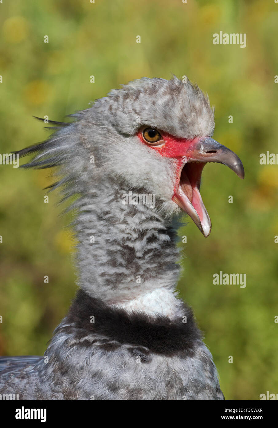 Crested screamer hi-res stock photography and images - Alamy