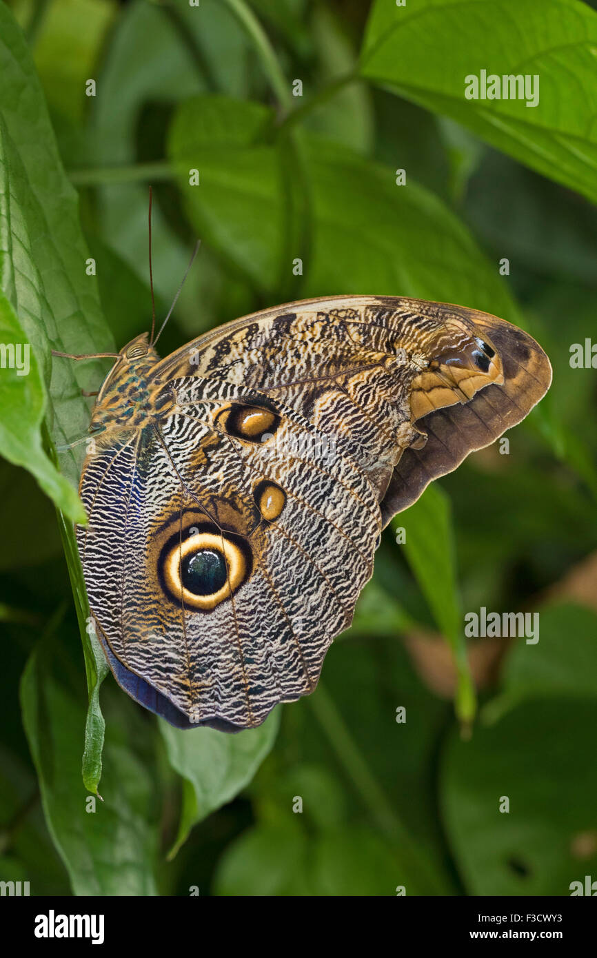 Owl Butterfly (Caligo eurilochus Stock Photo - Alamy