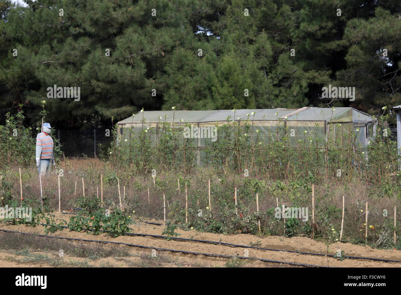 Scarecrow standing between crops in a Greek farmer's glasshouse. Lemnos ...