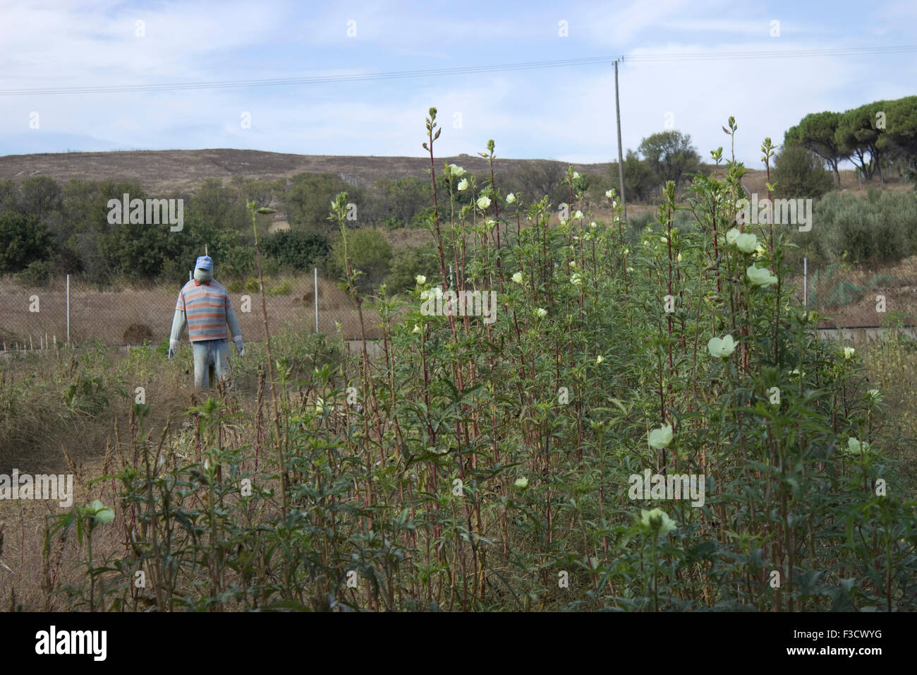 Scarecrow standing between crops in a Greek farmer's vineyard. Lemnos ...