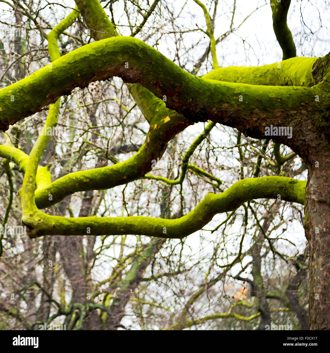 park in london spring sky and old dead tree Stock Photo - Alamy