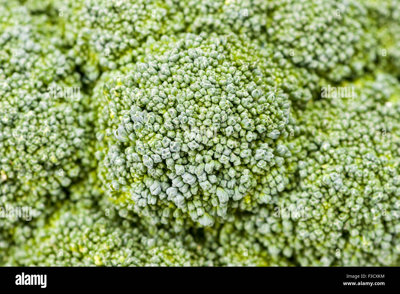 A close up of a broccoli (Brassica oleracea), displayed on white table ...