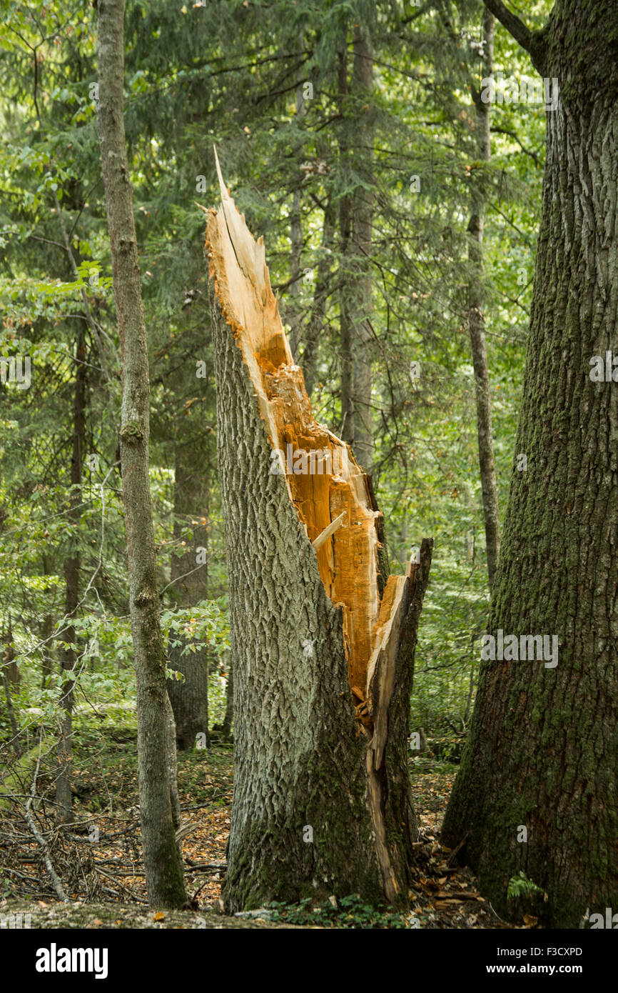 Białowieża National Park landscape and storm damaged tree trunk Stock ...