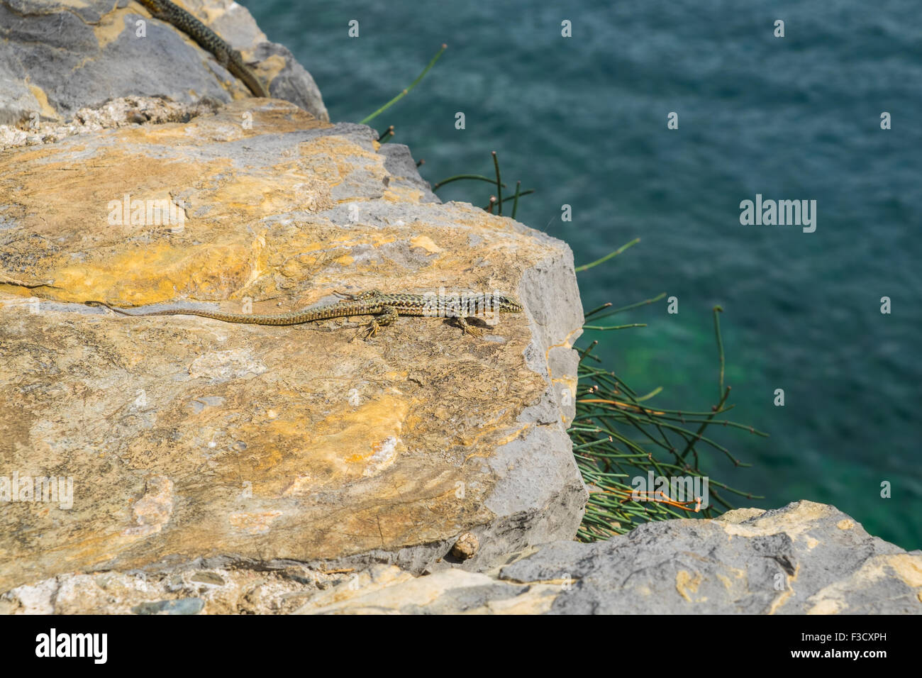 Lizard sunbathing on a rock beside the ocean Stock Photo - Alamy