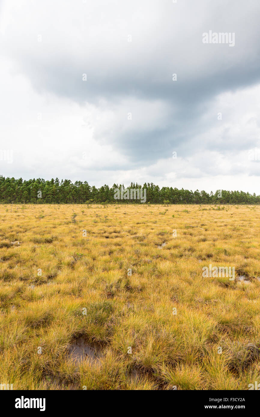 Nationalpark store mosse hi-res stock photography and images - Alamy