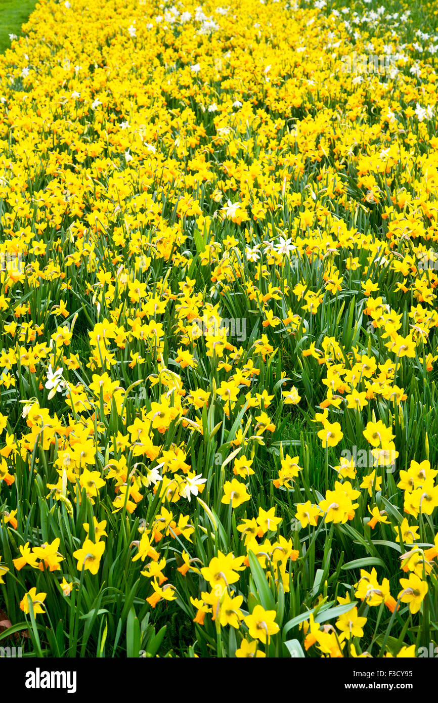 in london yellow flower field nature and spring Stock Photo - Alamy