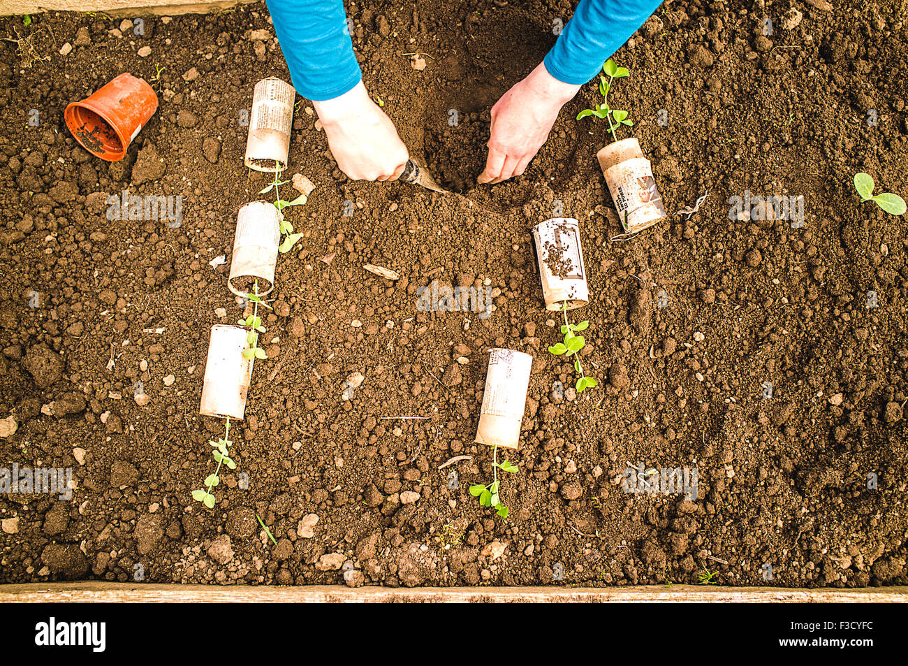 planting flowers vegetables hands digging a hole in soil; plant pots ...