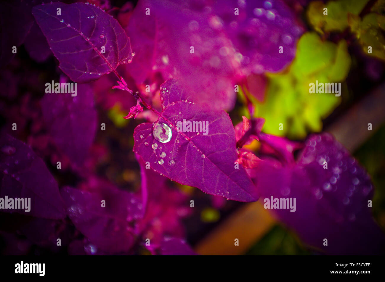 water drop on a purple leaf Stock Photo - Alamy