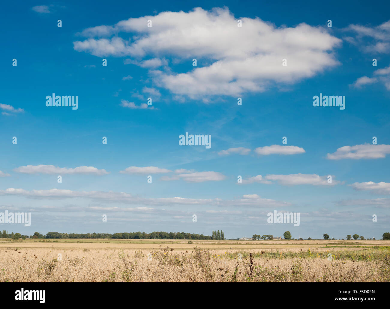 Fenland farm landscape hi-res stock photography and images - Alamy