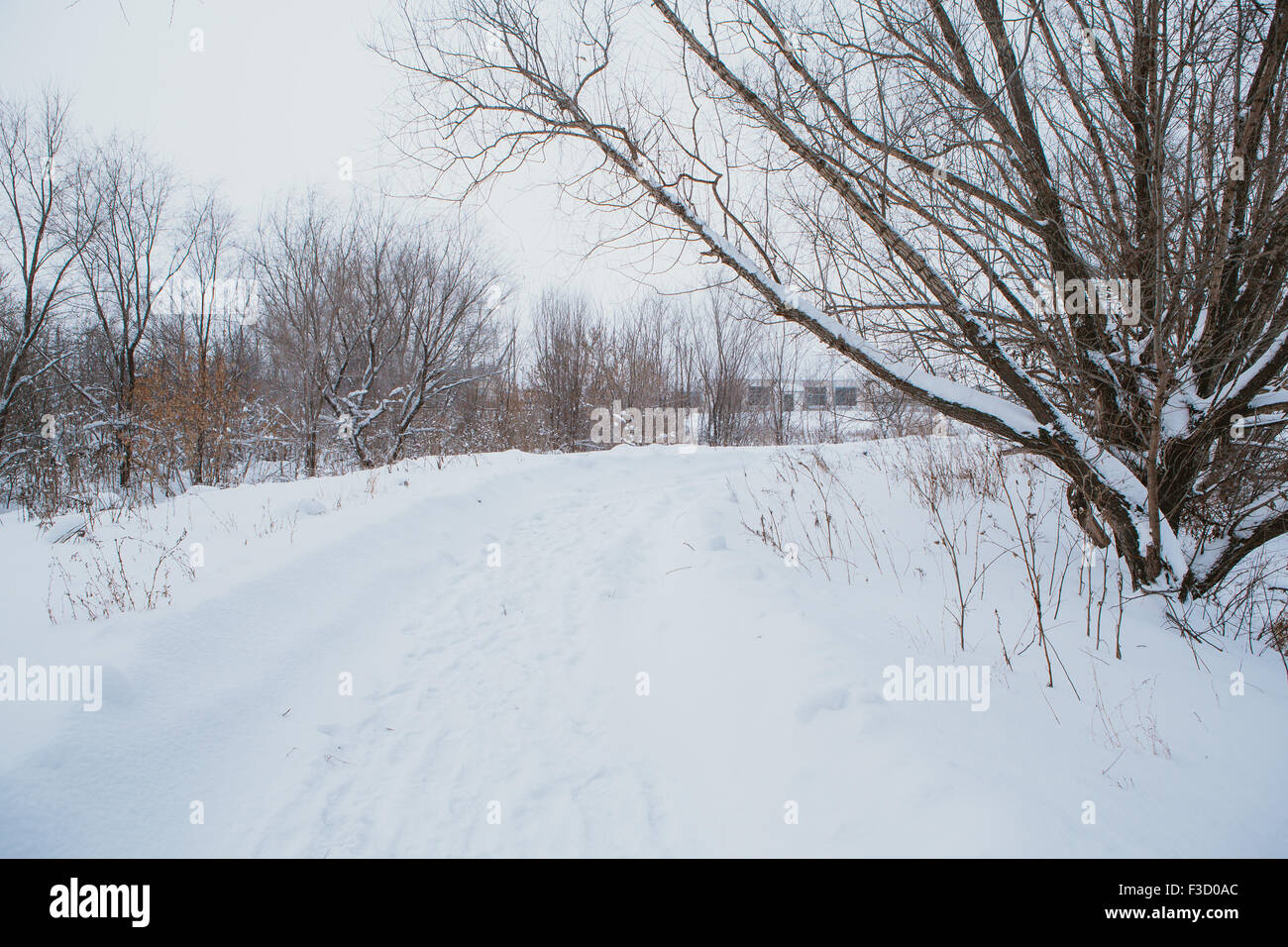 Winter landscape. Pine branch tree under snow Stock Photo - Alamy