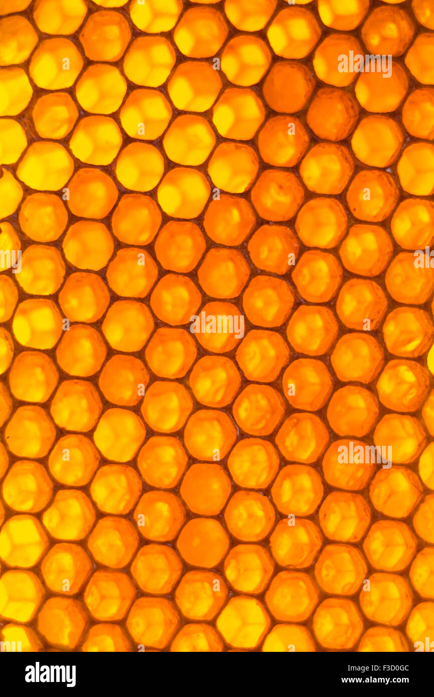 Honey beehive Stock Photo - Alamy
