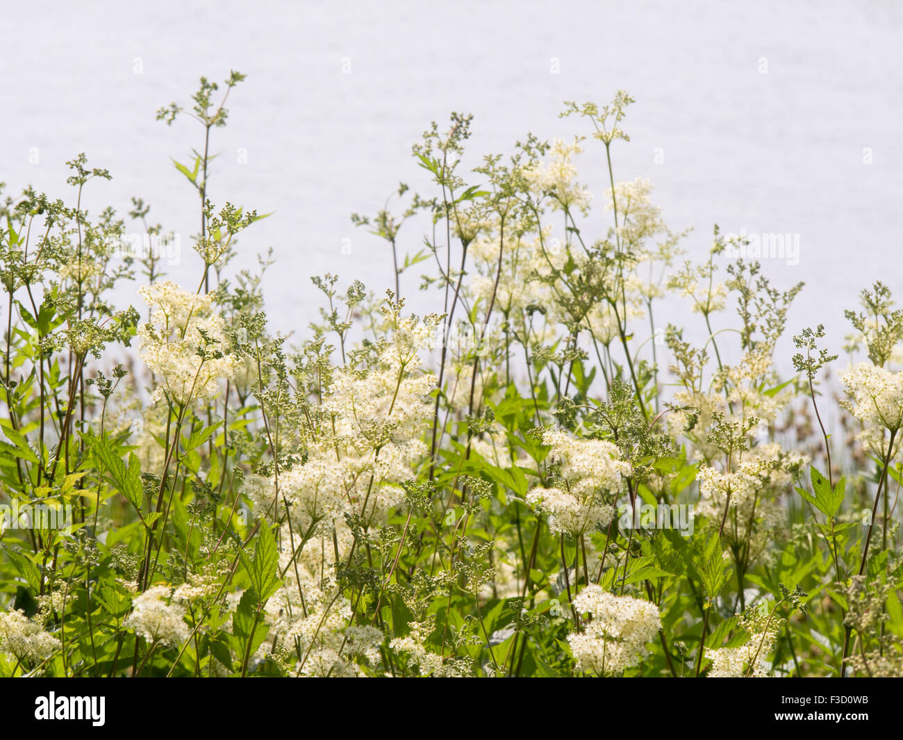 Filipendula ulmaria, meadowsweet or mead wort, a common summer flower ...