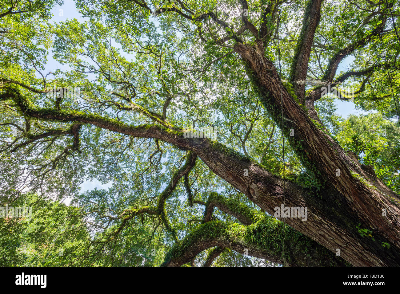 Huge live oak tree dominates a small town street Stock Photo - Alamy