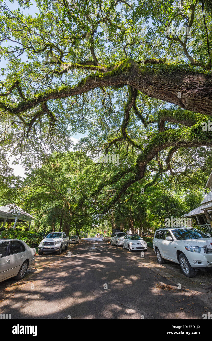 Shaded tree hi-res stock photography and images - Alamy