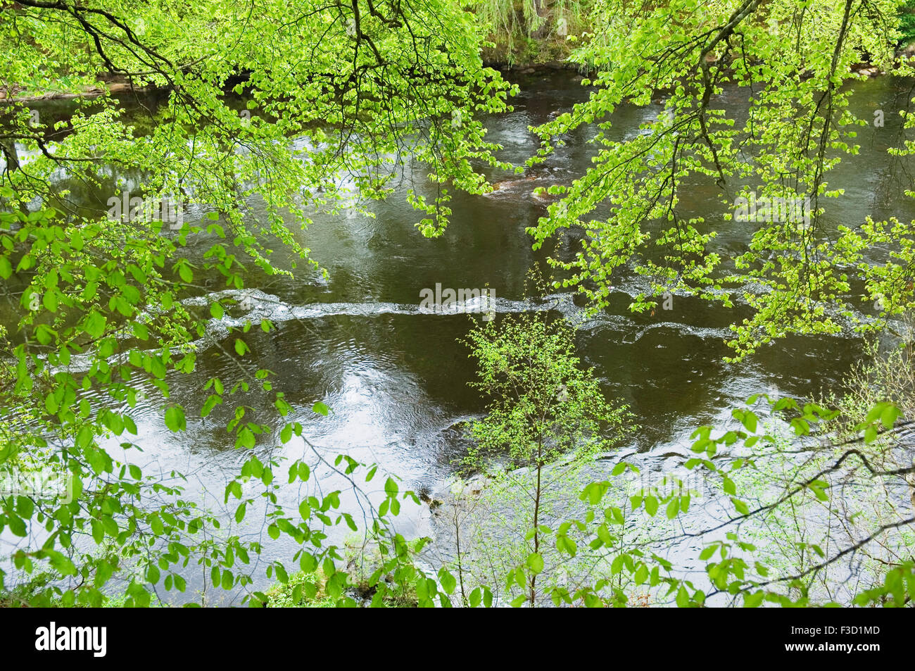 The River Findhorn in spring near Logie Steading, Moray, Scotland Stock ...