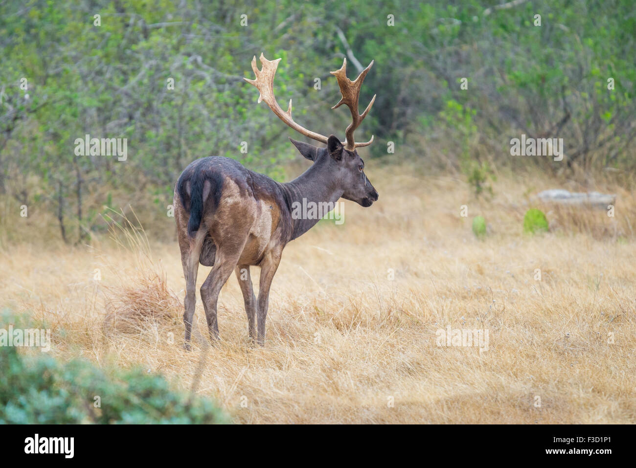 Wild South Texas chocolate fallow deer buck Stock Photo - Alamy