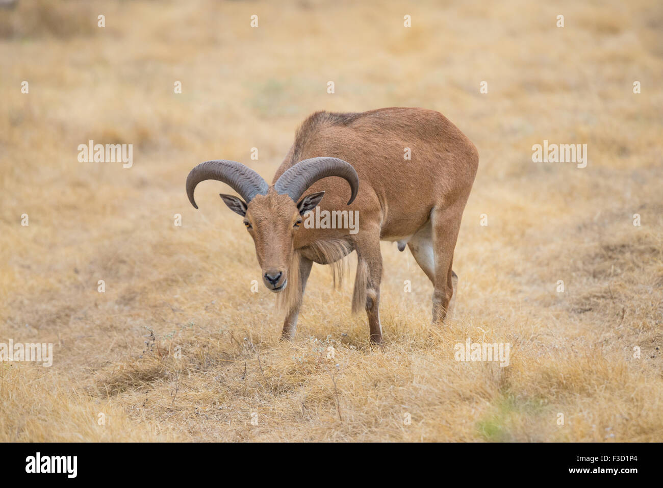 Texas wild Aoudad or Barbary sheep ram Stock Photo - Alamy
